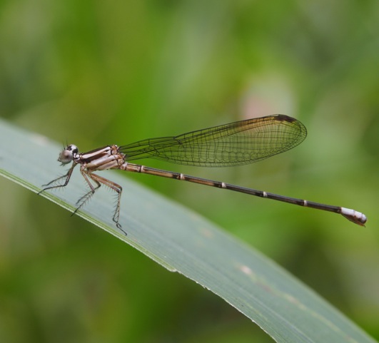 Dancer Damselfly | Project Noah
