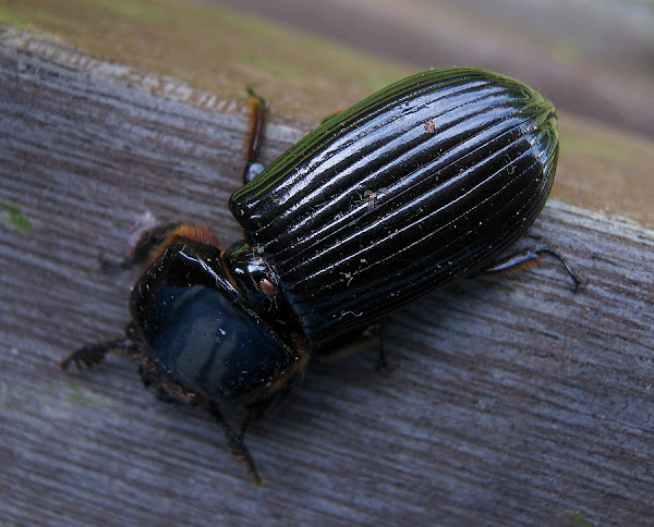 Bess Beetle | Project Noah