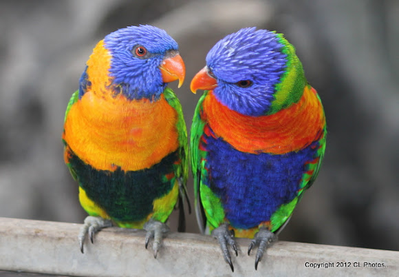 Red-collared Lorikeet and Rainbow Lorikeet | Project Noah