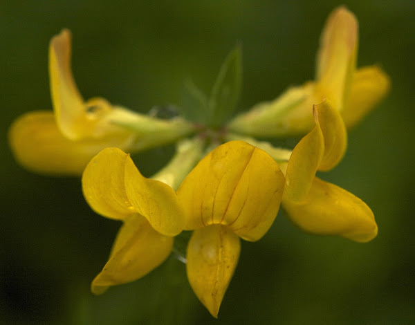 Birdsfoot Deer-vetch | Project Noah
