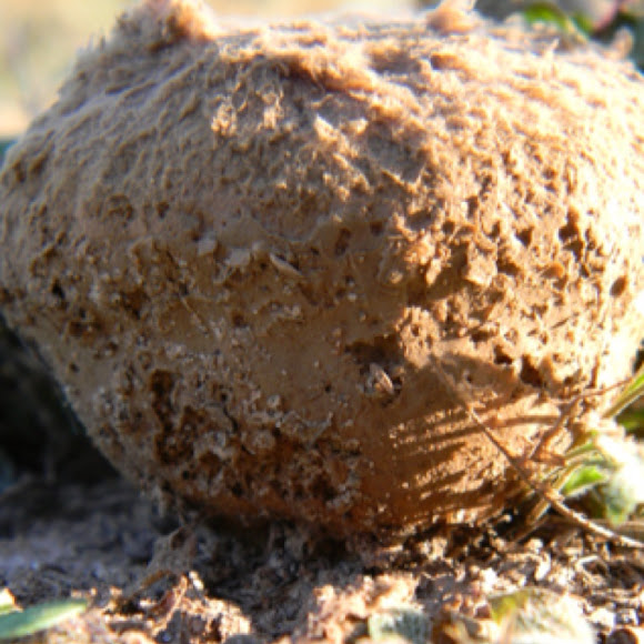 Horse Dung Fungus | Project Noah