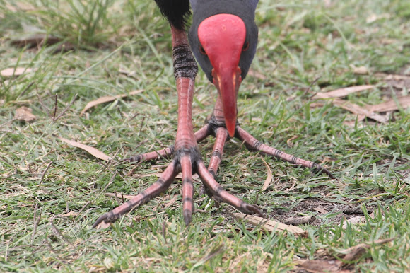 Purple Swamphen - feet | Project Noah
