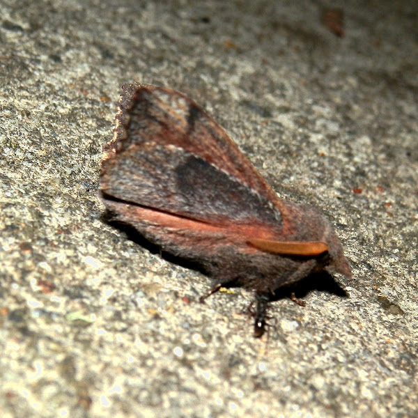 Rufous Snout Moth - male | Project Noah