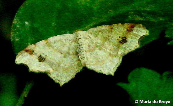 Common angle moth | Project Noah