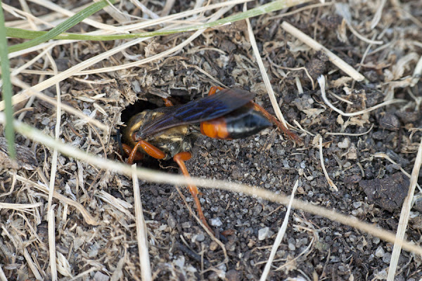 Great golden digger wasp (female excavating a nest) | Project Noah