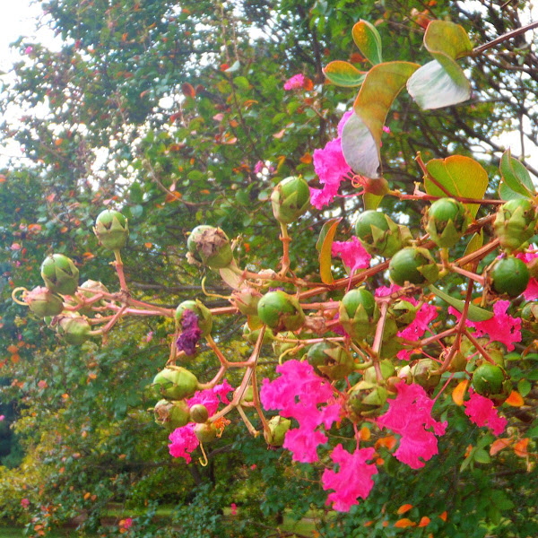 Crepe Myrtle | Project Noah