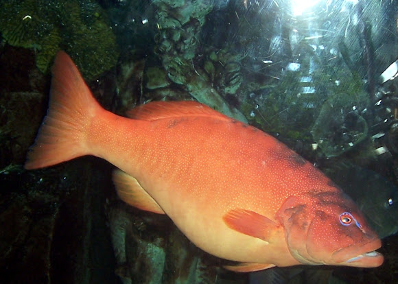 Red Grouper | Project Noah