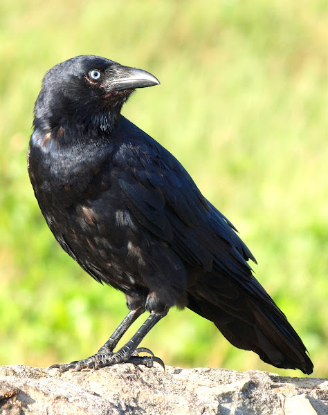 Torresian Crow | Project Noah