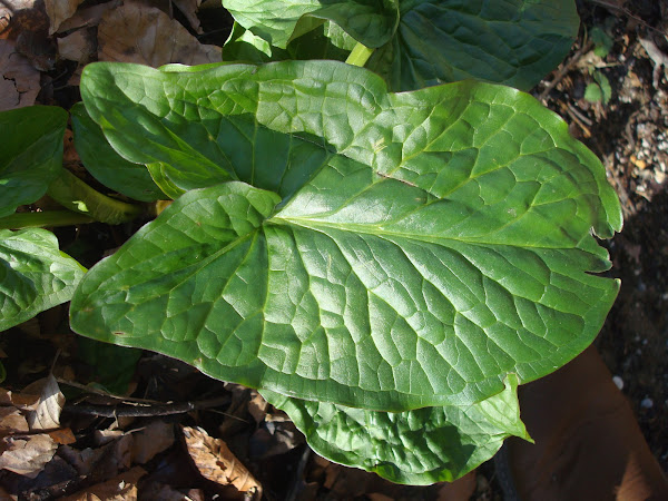 Wild Arum / Pjegasti kozlac | Project Noah