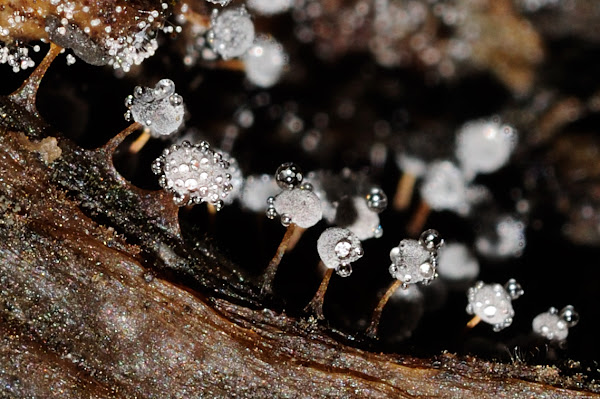 Physarum sp. | Project Noah