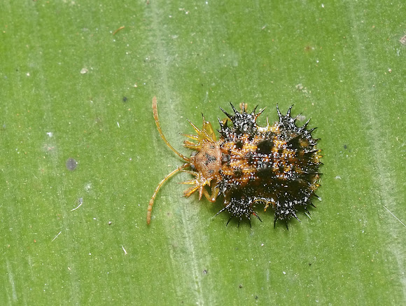 Spiny Leaf Beetle | Project Noah