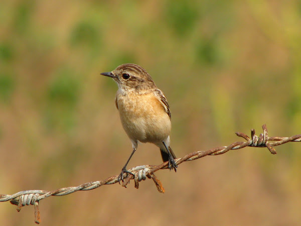 Common Stonechat | Project Noah