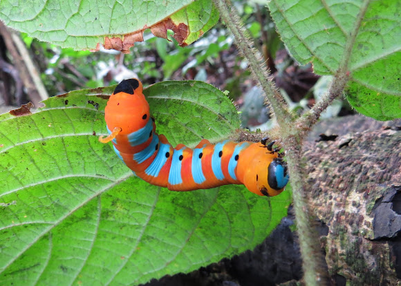 Caterpillar | Project Noah