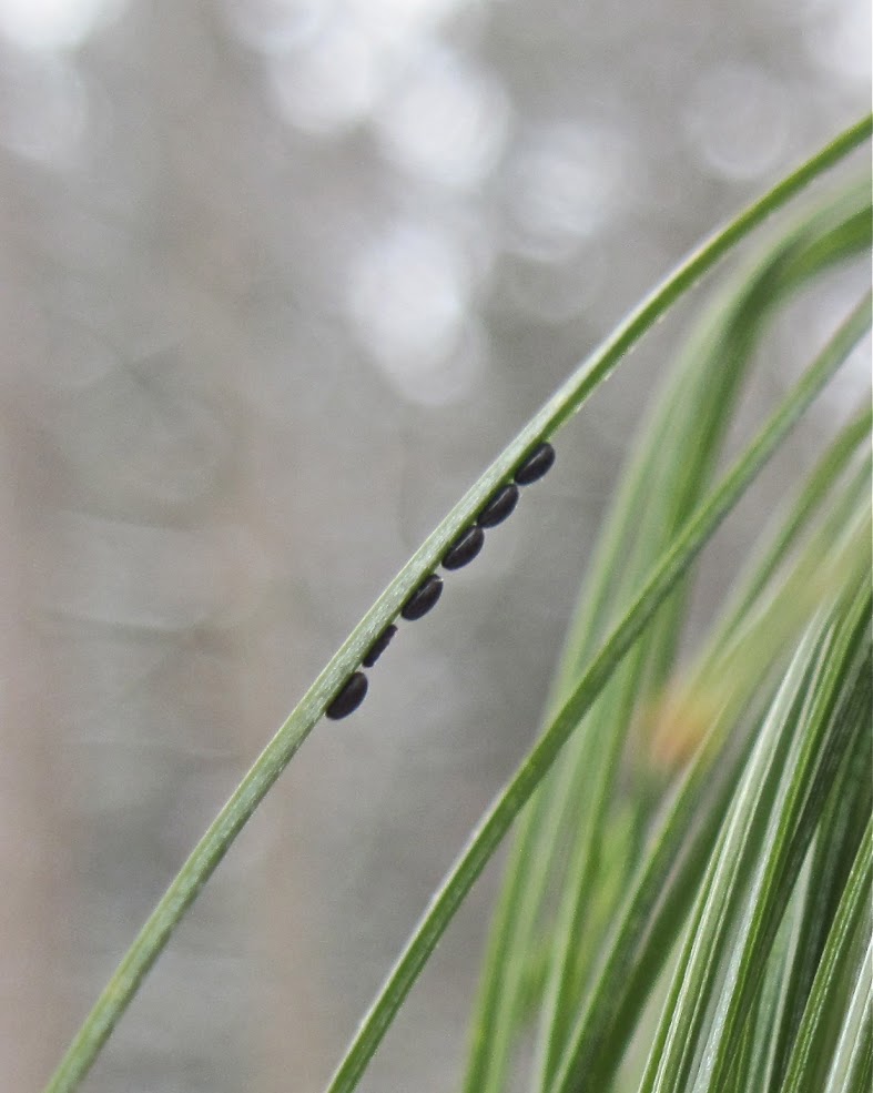 Redirecting to https://projectnoah.org/spottings/white-pine-aphid-eggs