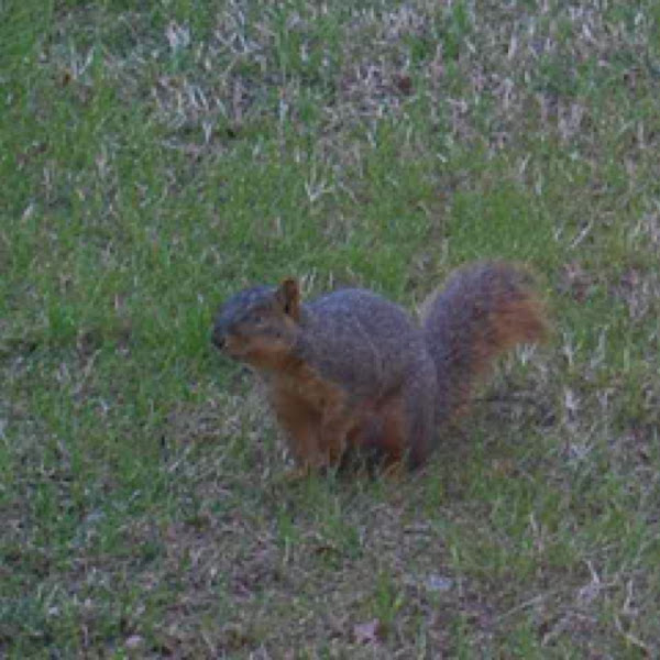 Eastern Fox Squirrel | Project Noah
