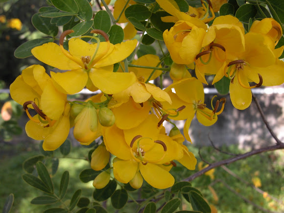 Winter Cassia | Project Noah