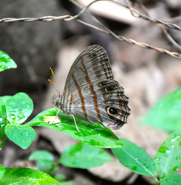 Blue-gray Satyr Butterfly | Project Noah