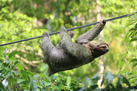 three-toed sloth | Project Noah