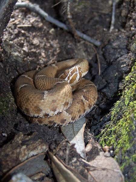 Arizona Ridge-nosed Rattlesnake | Project Noah