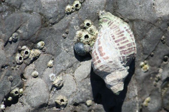 Emarginate dogwinkle | Project Noah