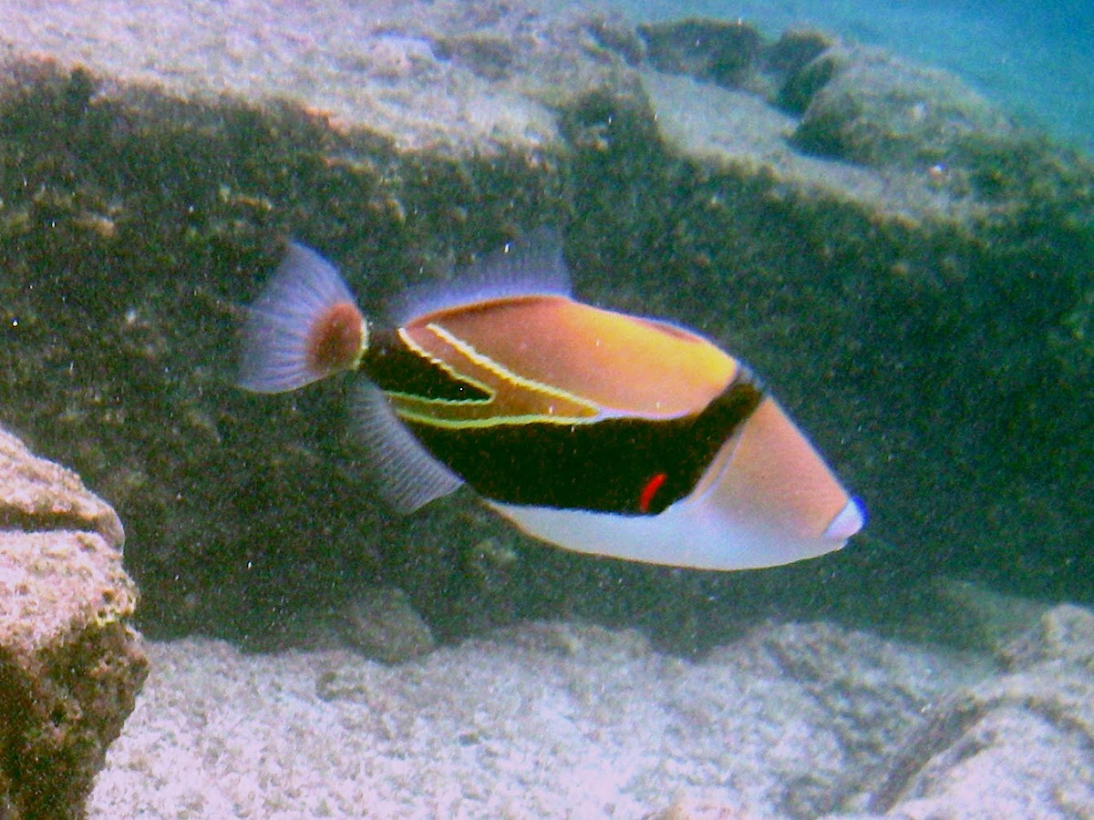 Reef Triggerfish | Project Noah