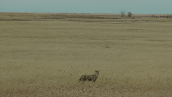 Coyote, badlands | Project Noah