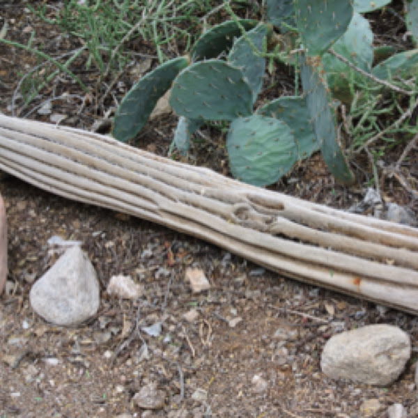 Saguaro ribs | Project Noah