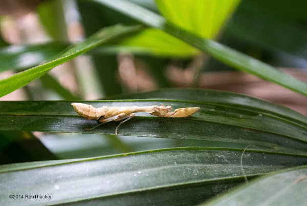 Mantis | Project Noah