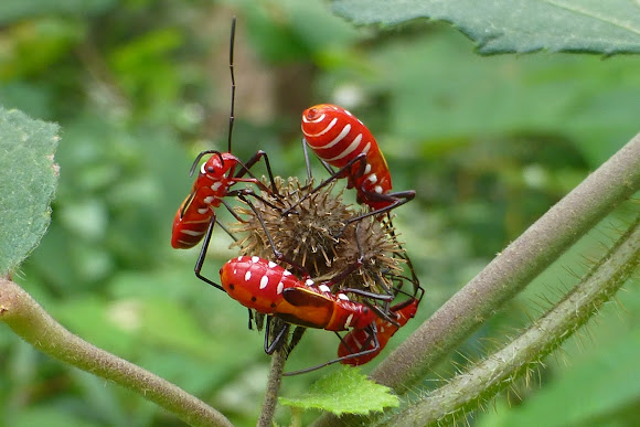 Cotton Stainer Bug | Project Noah