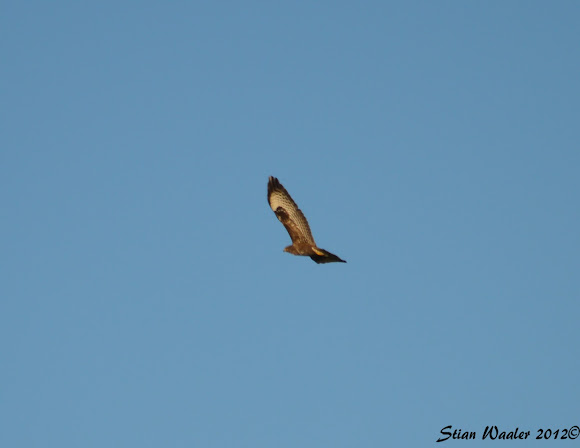Common Buzzard | Project Noah