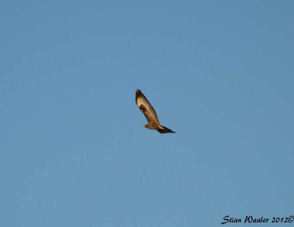 Common Buzzard | Project Noah