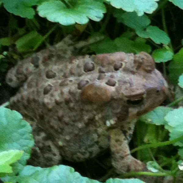 Eastern American Toad | Project Noah