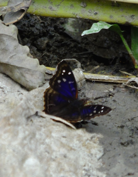 Agathina Emperor | Project Noah