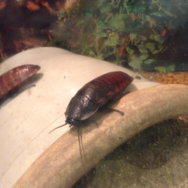Hissing cockroaches | Project Noah