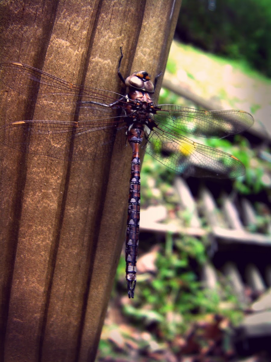 Dragonfly | Project Noah