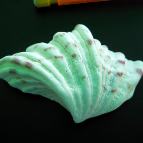 Horseshoe Clam | Project Noah