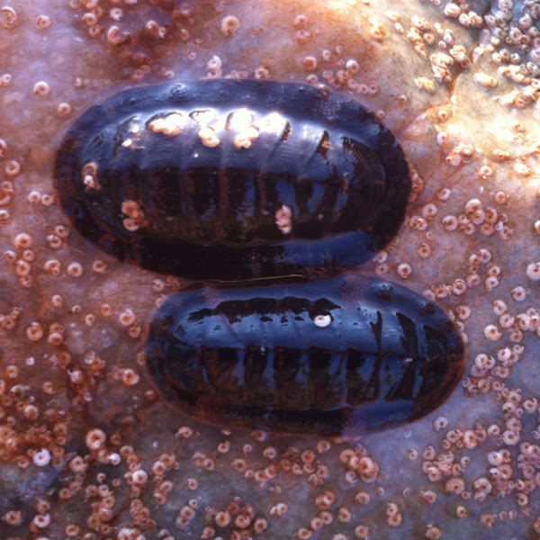 Chiton | Project Noah