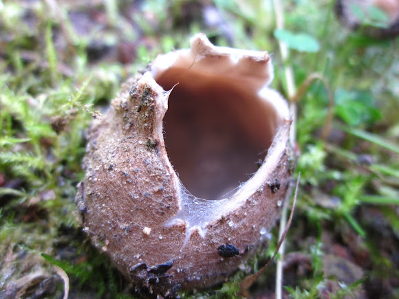 cup-fungus/mushroom sp.-? | Project Noah