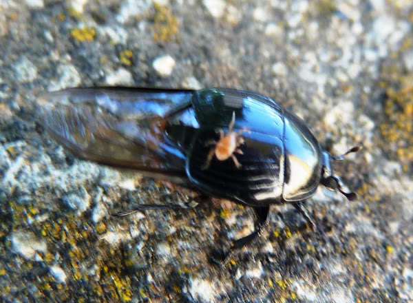 Clown Beetle and Mites | Project Noah