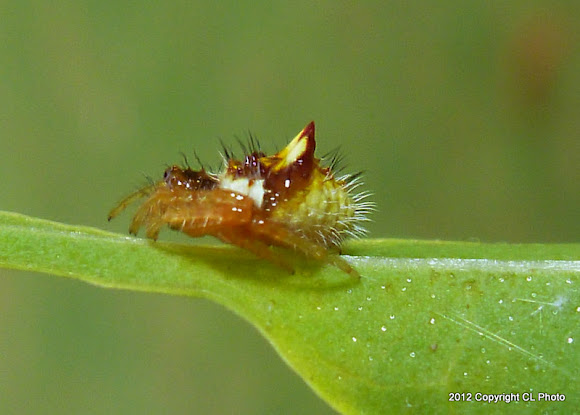 Two-spined spider (juvenile) | Project Noah