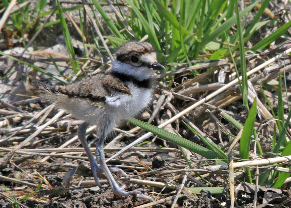 Killdeer (Baby) | Project Noah