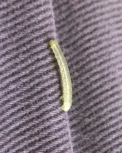 Geometer Moth (larva) | Project Noah