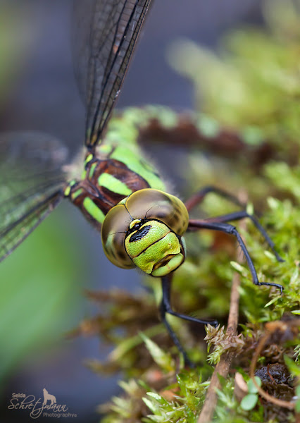Southern Hawker female | Project Noah