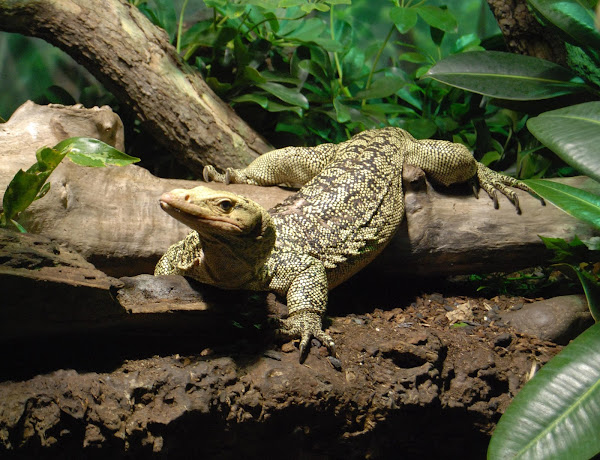 Quince monitor | Project Noah