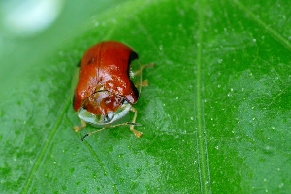 Tortoise Beetle | Project Noah