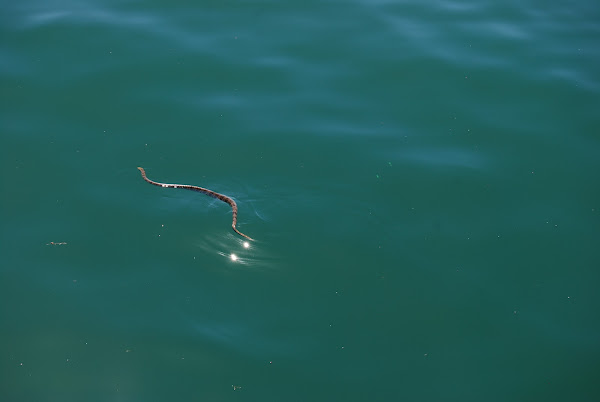 Sea Snake | Project Noah