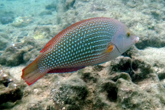 Pearl Wrasse | Project Noah