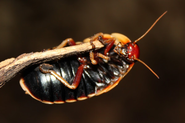 Table Mountain Cockroach | Project Noah