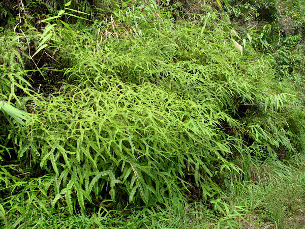 Forked Fern | Project Noah