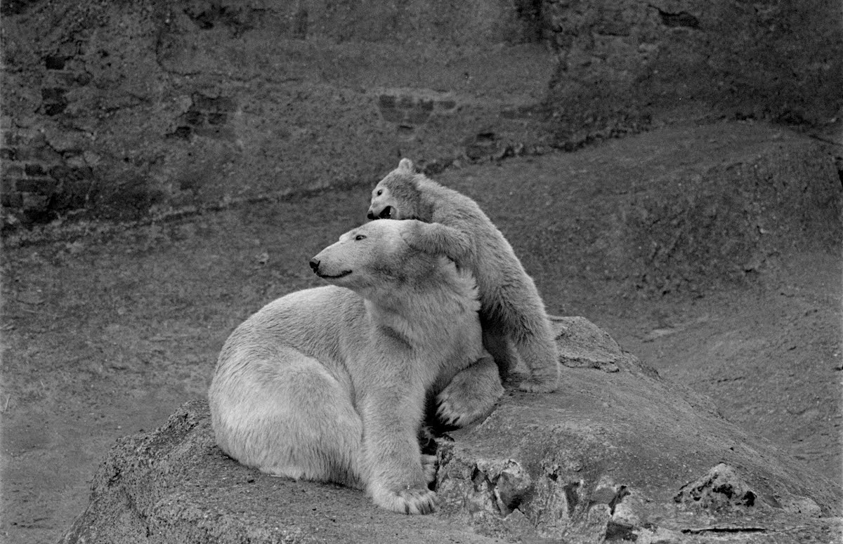 Brumas, Polar Bear Cub - Larry Burrows — Google Arts & Culture